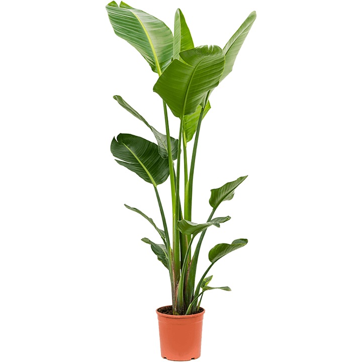 Pasarea alba a paradisului (Strelitzia nicolai) - 170 cm, Verdena - eMAG.ro