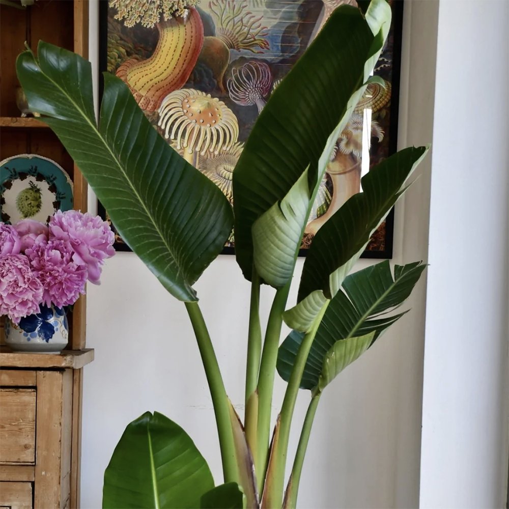 Pasarea alba a paradisului (Strelitzia nicolai) - 170 cm, Verdena - eMAG.ro