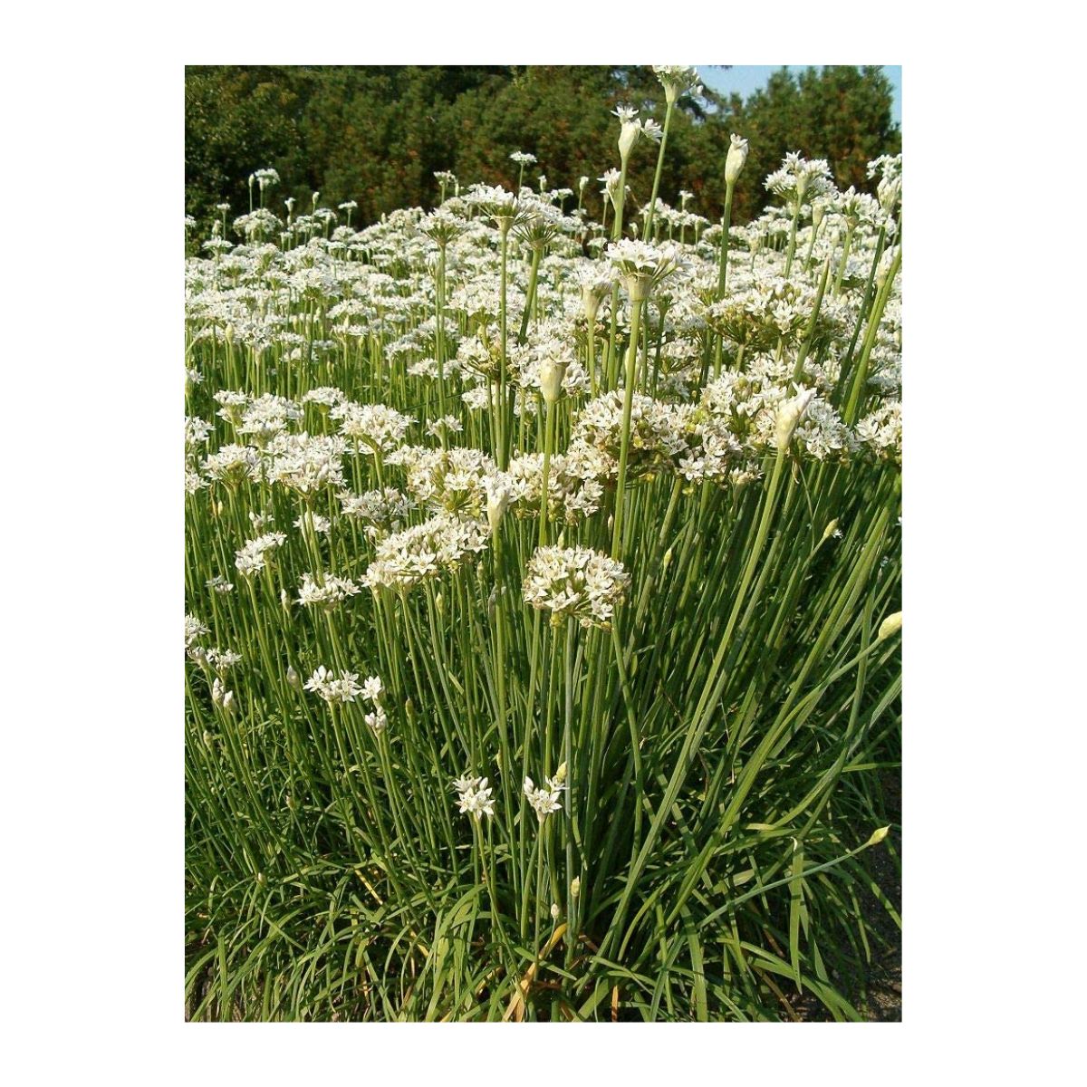 Seminte de arpagic chinezesc, 1.5 grame FLORIAN - eMAG.ro