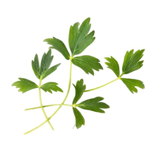 Leustean frunze 1kg, Natural Seeds Product - eMAG.ro