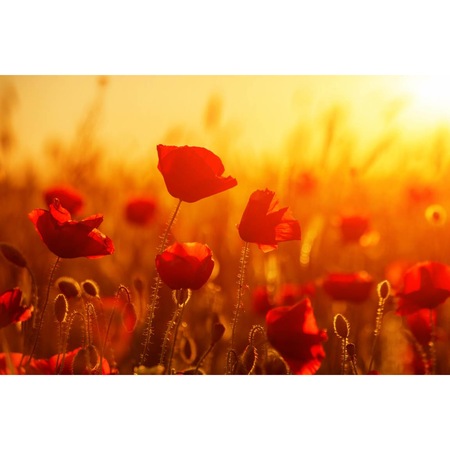 Sticker perete - Macii Rosii In Lumina Soarelui, 70x120 cm - eMAG.ro