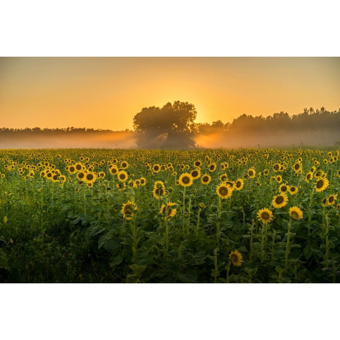 Sticker perete - Campul De Floarea Soarelui La Rasarit, 120x80 cm - eMAG.ro