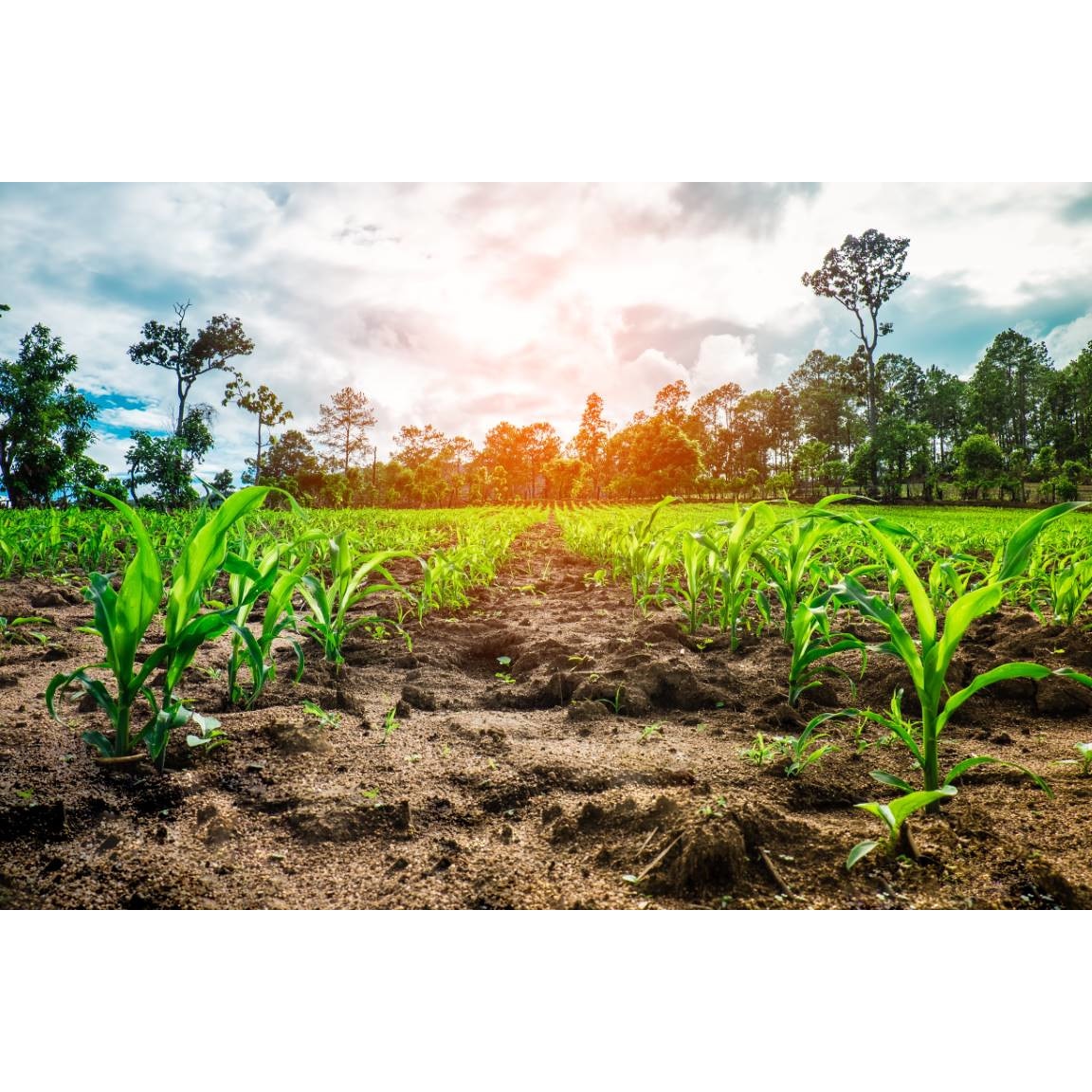 Sticker perete - Campul De Porumb In Lumina Soarelui, 120x80 cm - eMAG.ro