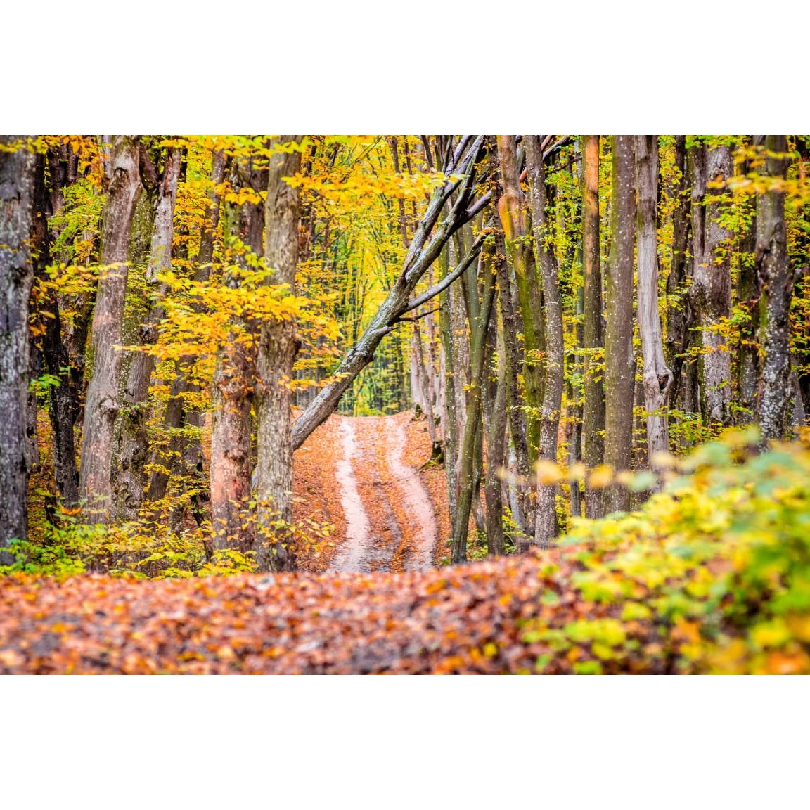 Sticker perete - Drumul Prin Padure Intr O Toamna Tarzie, 70x120 cm ...
