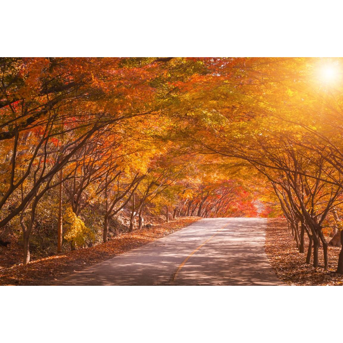 Sticker perete - Toamna Prin Padurea De Artari, 70x105 cm - eMAG.ro