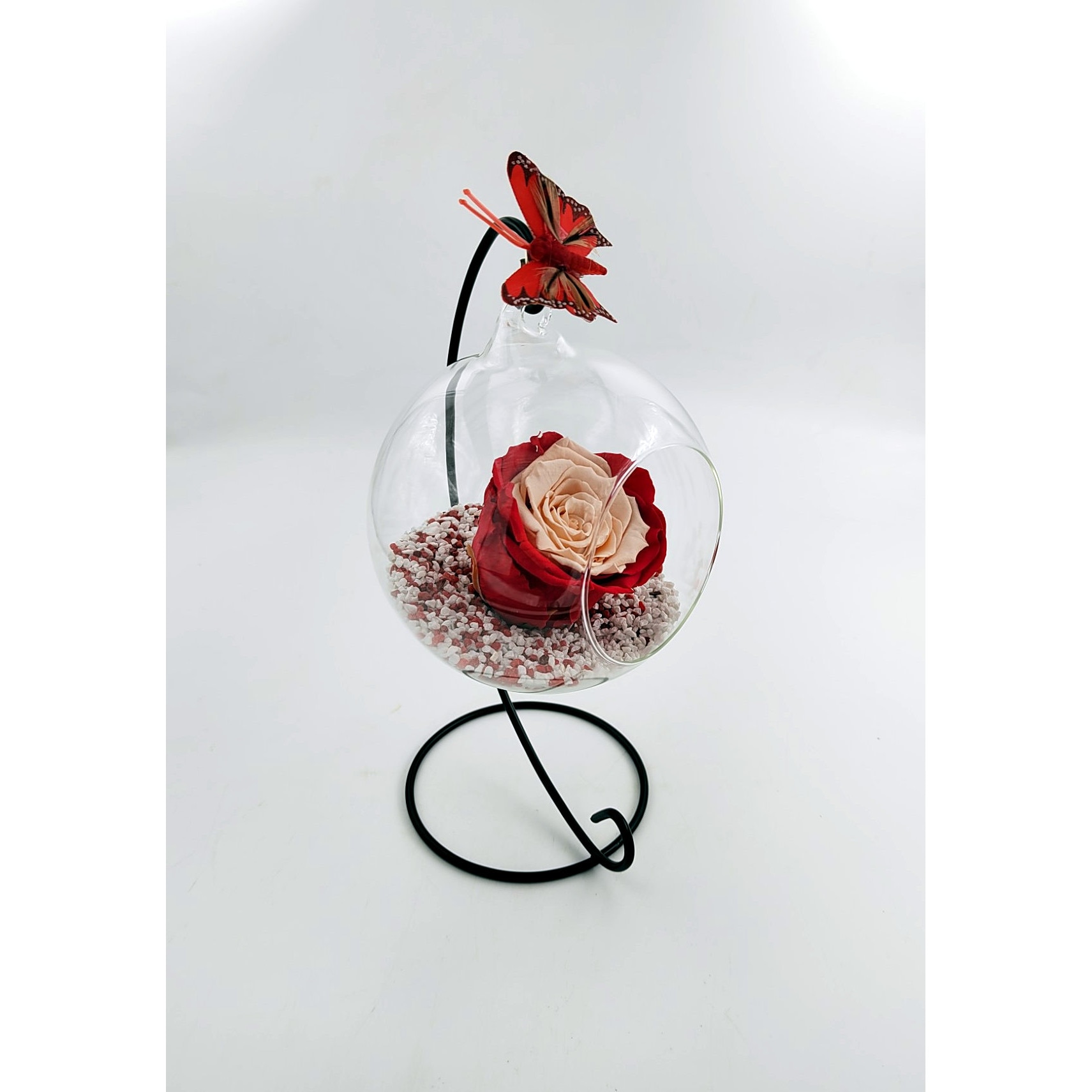 Trandafir Criogenat, bicolor roz-rosu, pe pat de pietricele, in bol de ...