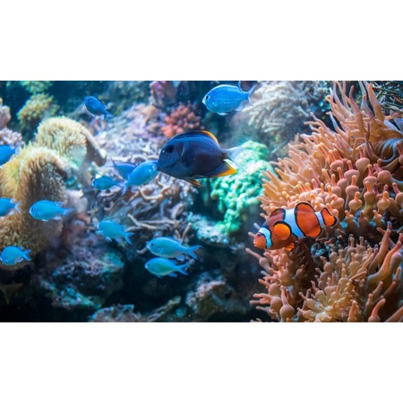 PVC öntapadós tapéta - Kék hal az óceánban, 400 x 250 cm - eMAG.hu