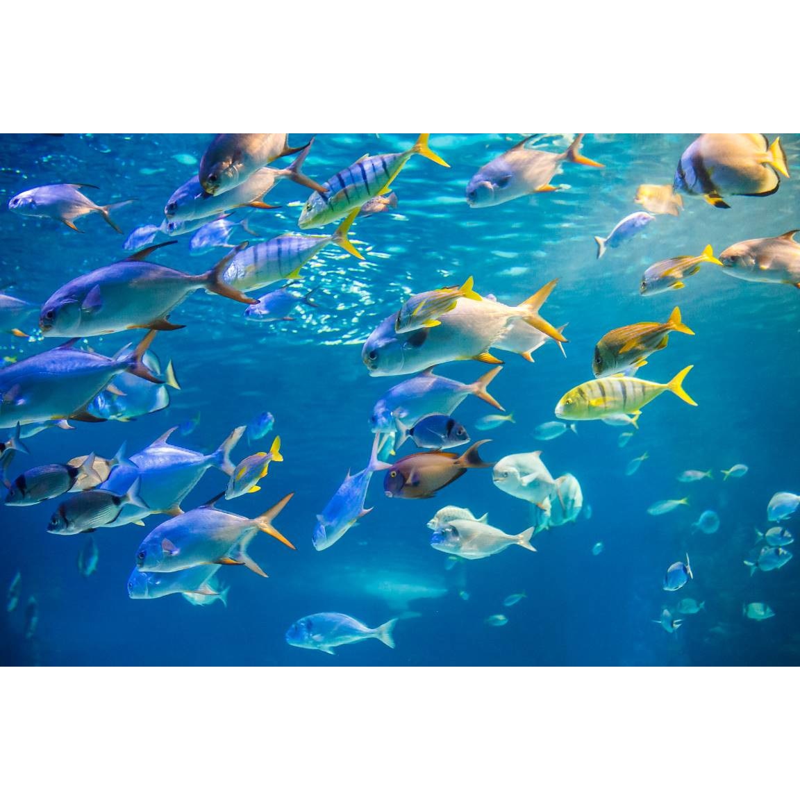 Sticker perete - Pestii Inotand Prin Ocean, 120x80 cm - eMAG.ro