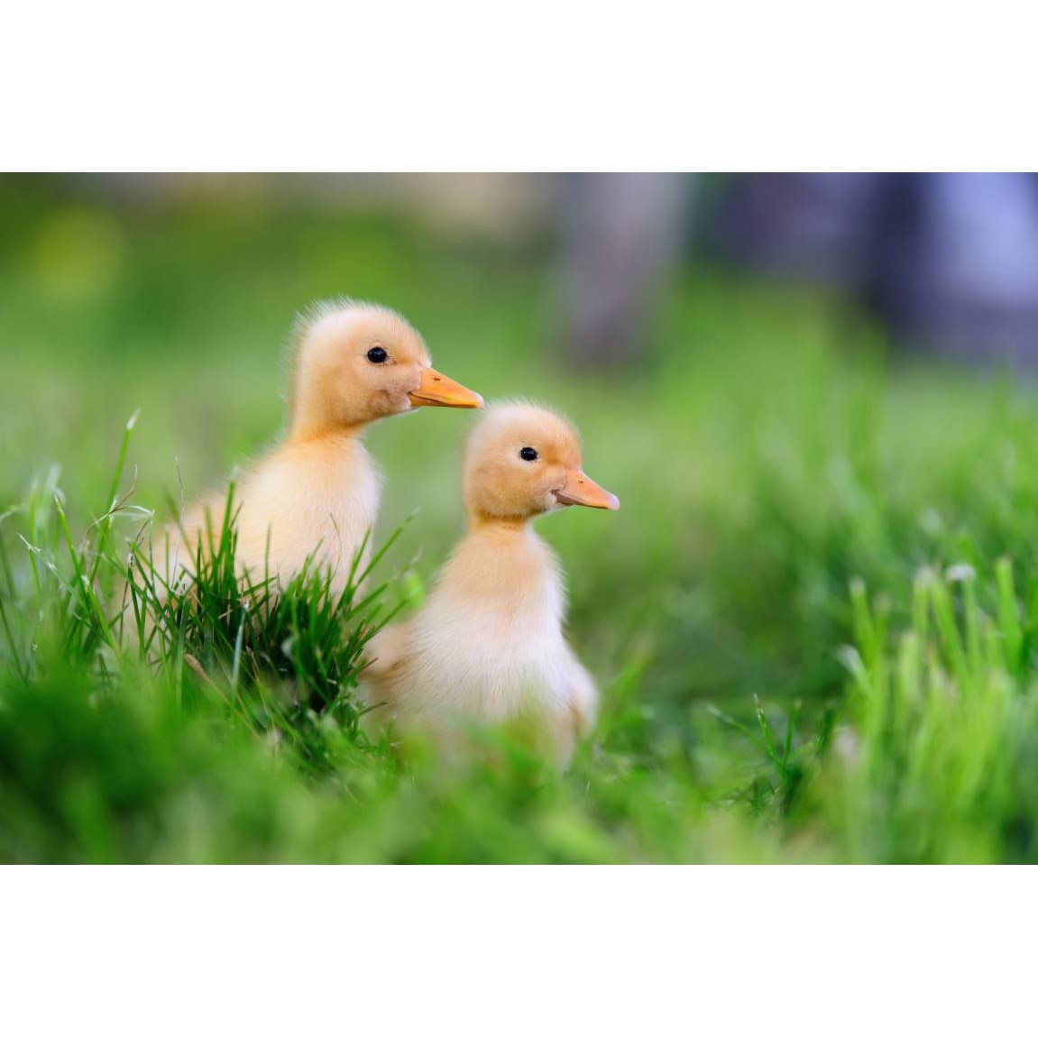 Sticker perete - Ratuste In Iarba, 120x80 cm - eMAG.ro