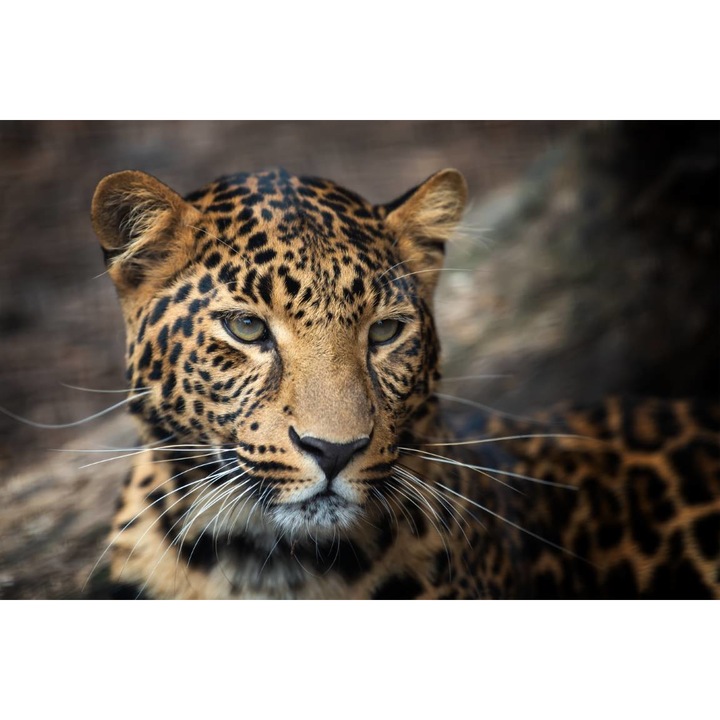 Fototapet autoadeziv PVC - Portretul Unui Leopard, 120 x 190 cm - eMAG.ro