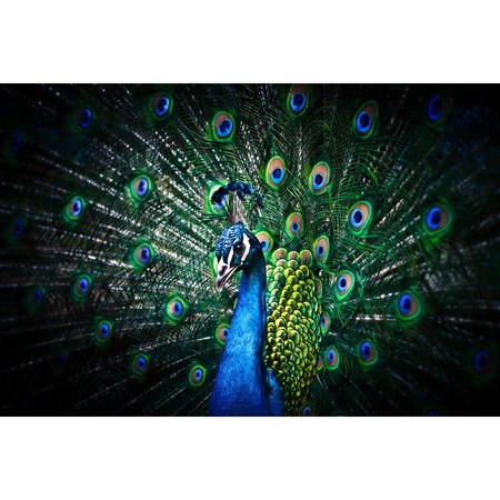 Sticker perete - Paun Colorat, 100x70 cm - eMAG.ro