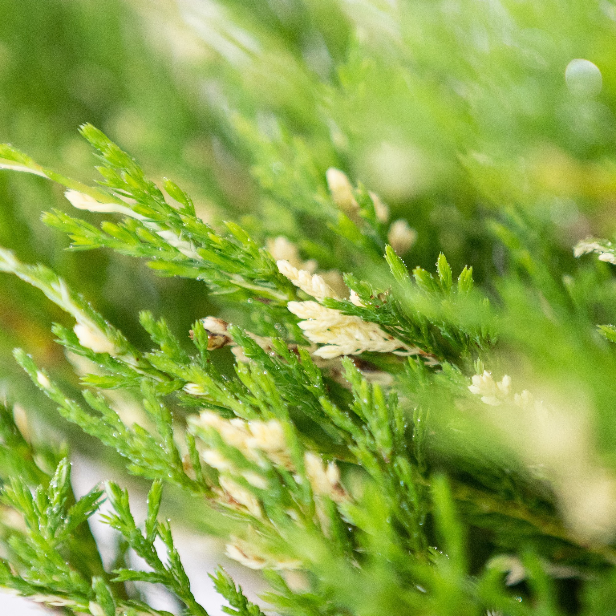 Planta naturala Juniperus horizontalis var Andorra Compacta, ienupar ...