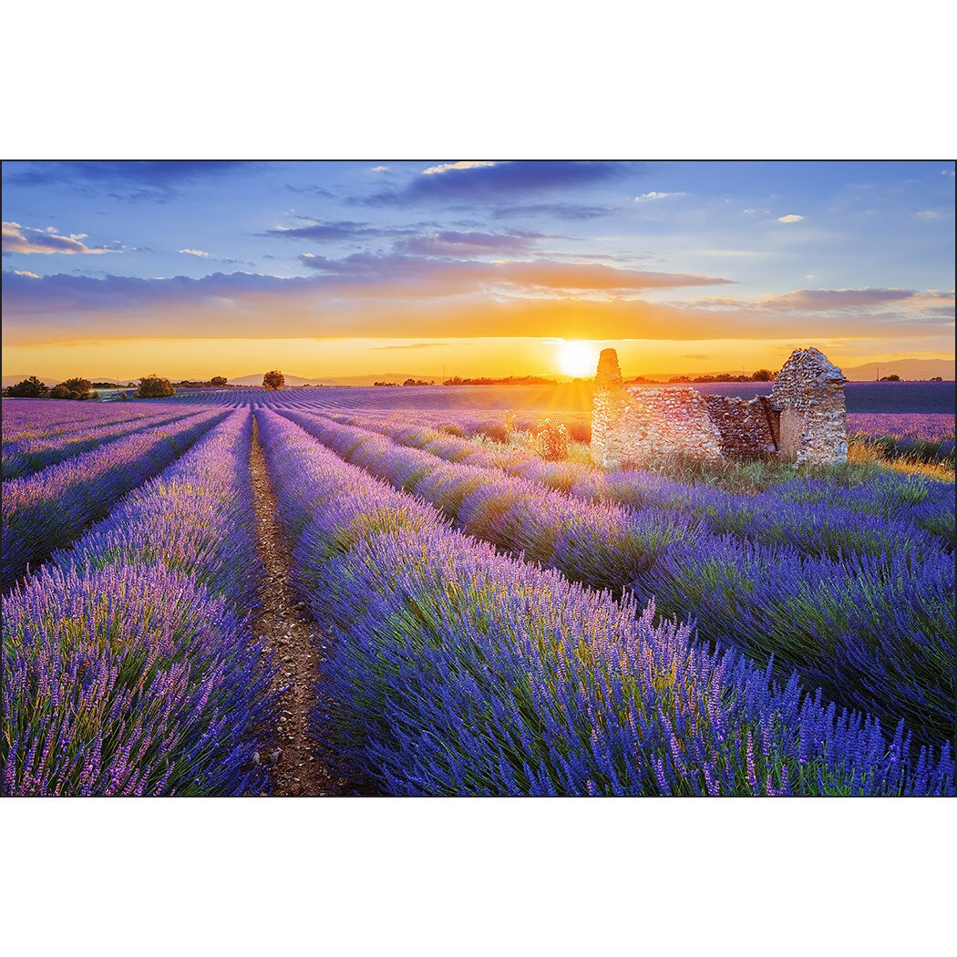 Fototapet Peisaj Camp Lavanda Pentru Camera Living 360 x 240 cm Vlies ...