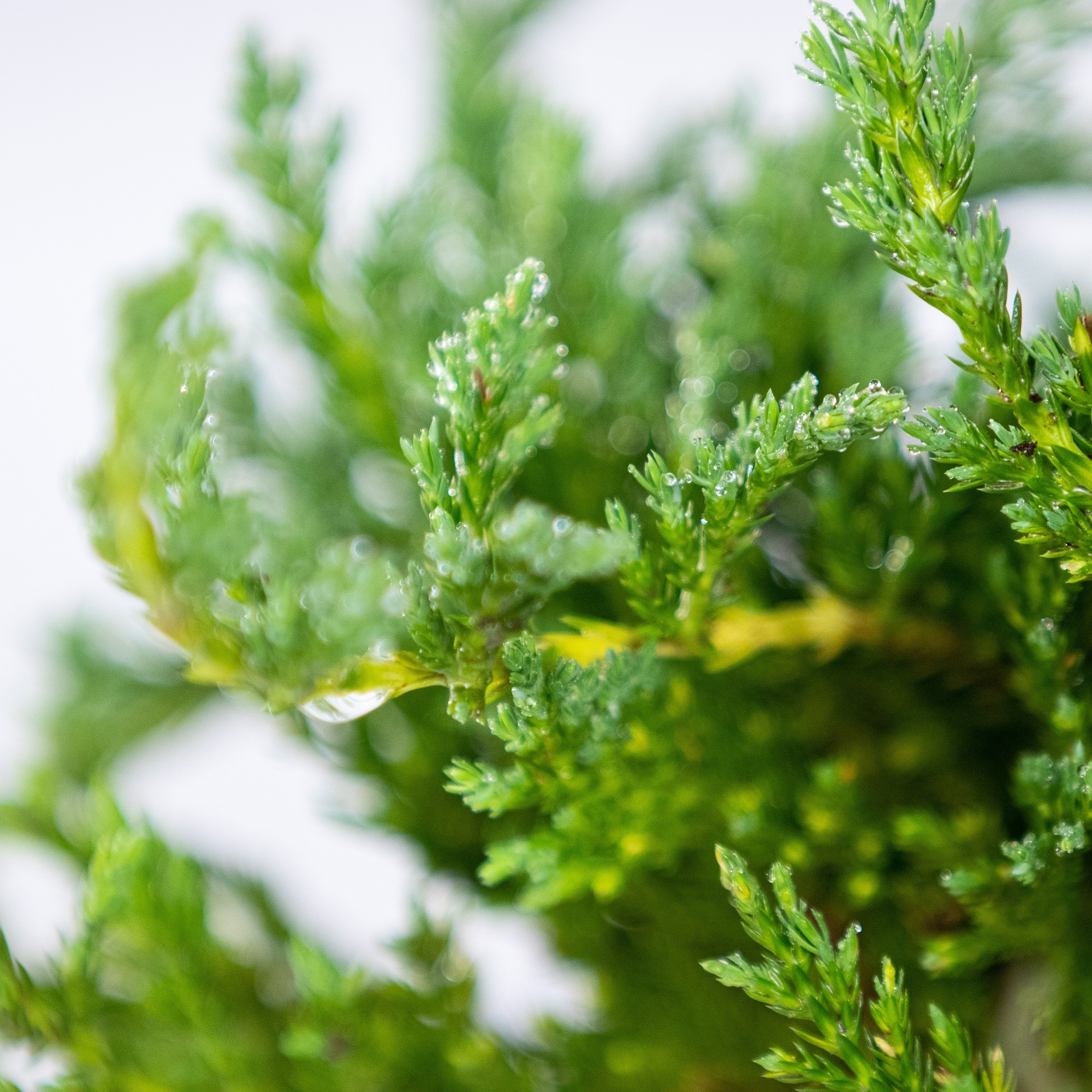 Planta naturala Juniperus Wiltonii, ienupar tarator vesnic verde, de ...