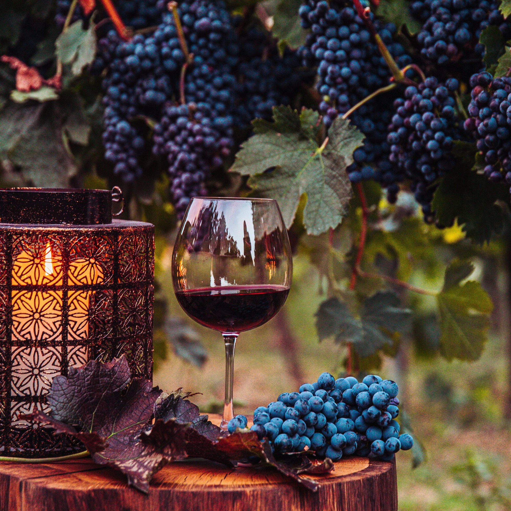 Vin rosu Dextra Regis, 750 ml - eMAG.ro