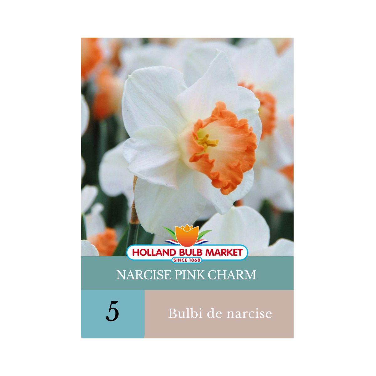 Bulbi de narcise Pink Charm, 5 bulbi - eMAG.ro
