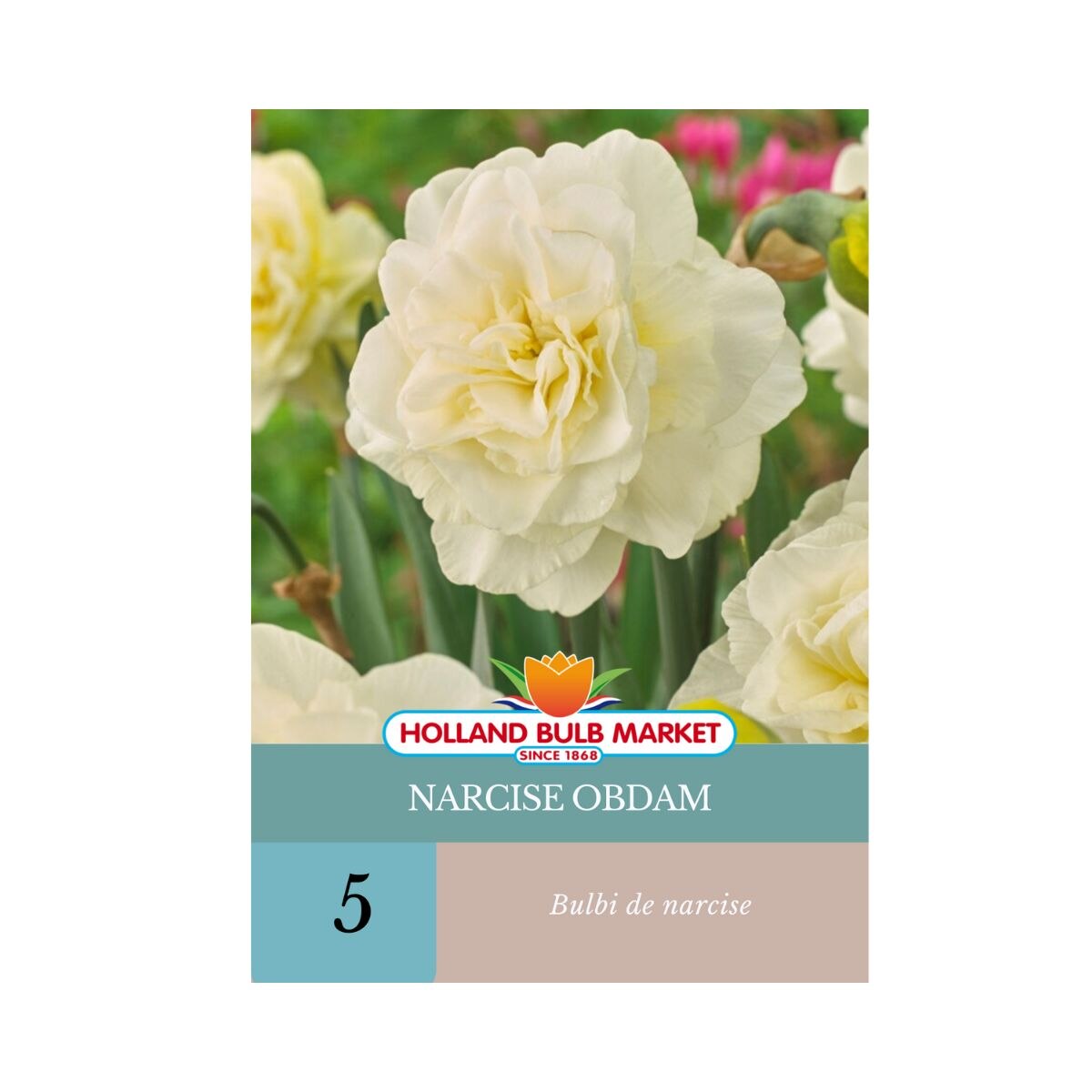 Bulbi de narcise Obdam, 5 bulbi - eMAG.ro