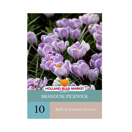 Bulbi de branduse (Crocus) Pickwick, 10 bulbi - eMAG.ro