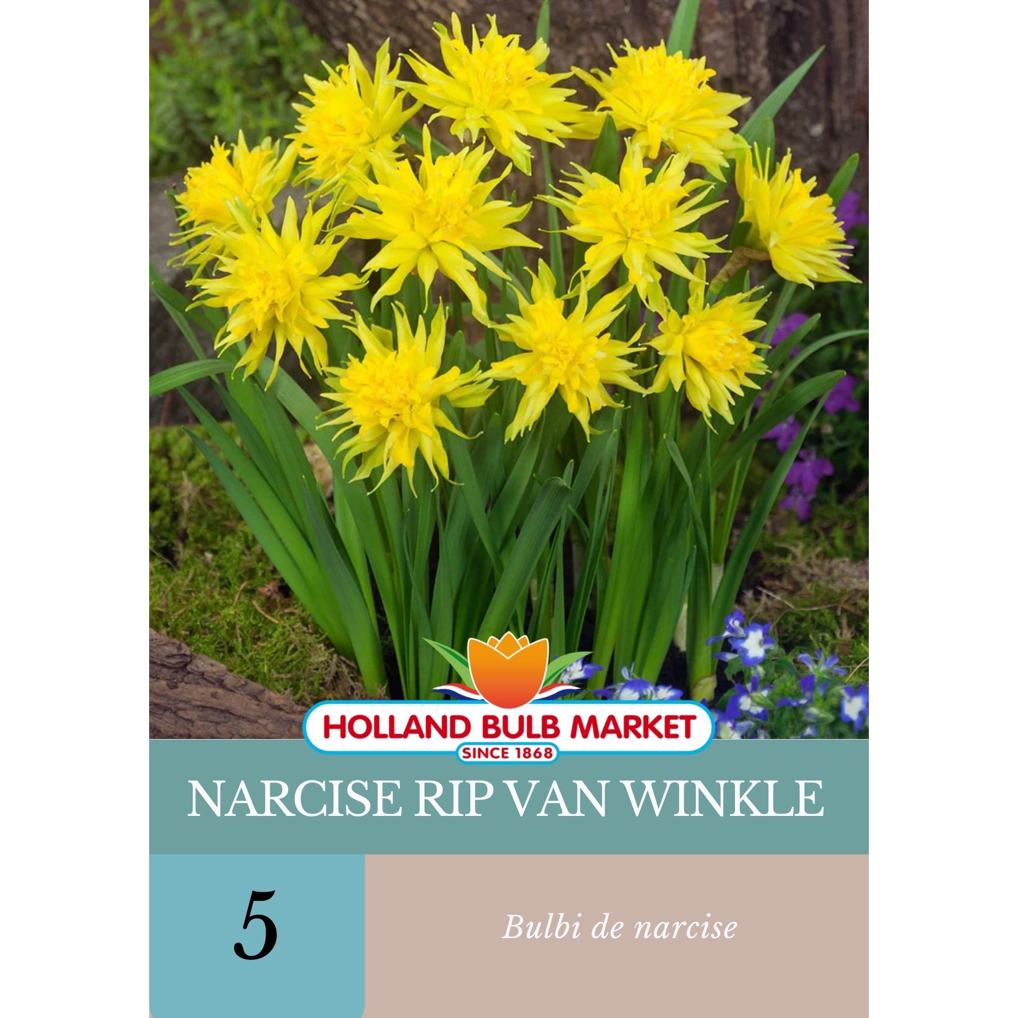 Bulbi de narcise Rip Van Winkle, 5 bulbi - eMAG.ro