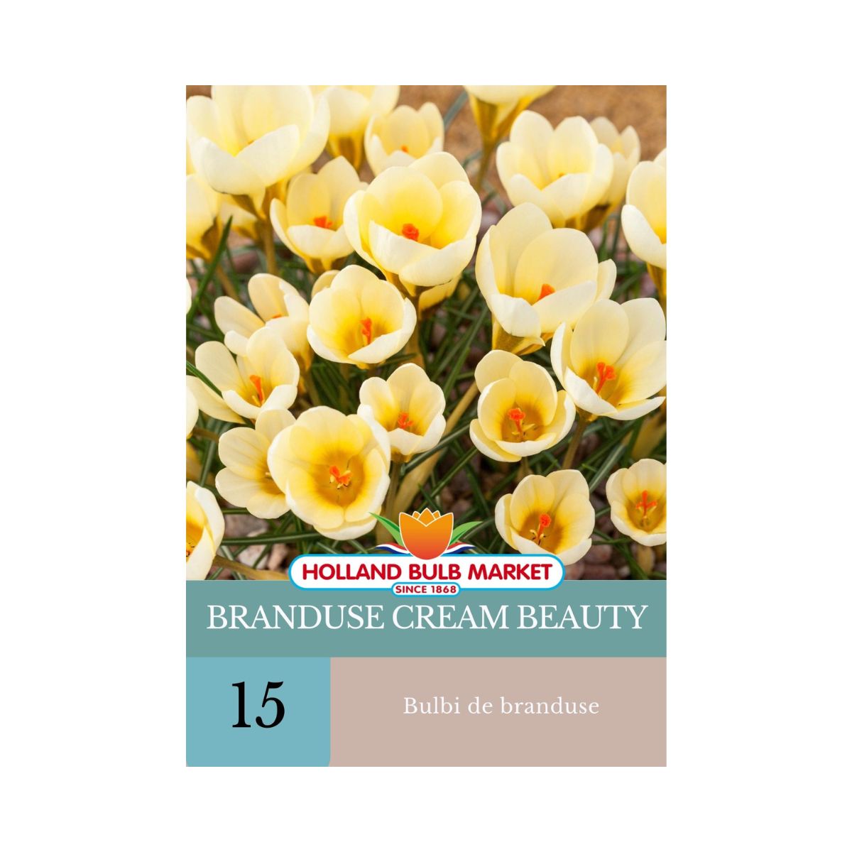 Bulbi de branduse (Crocus) Cream Beauty, 15 bulbi - eMAG.ro