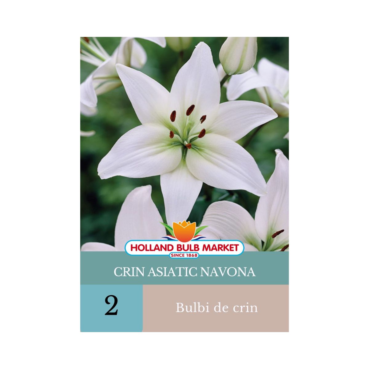 Bulbi de crin asiatic Navona, 2 bulbi - eMAG.ro