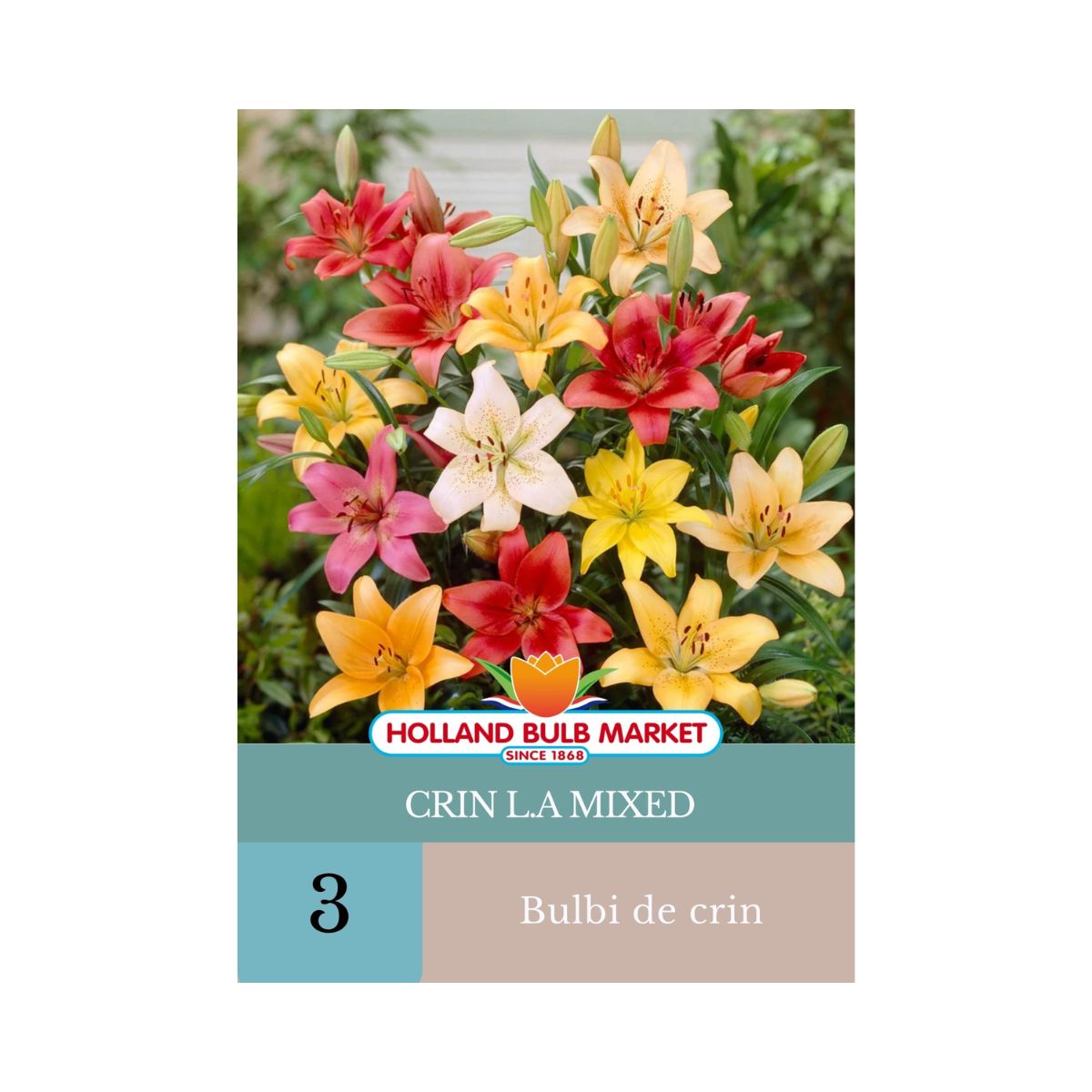 Bulbi de crin L.A Mixed, 3 bulbi - eMAG.ro