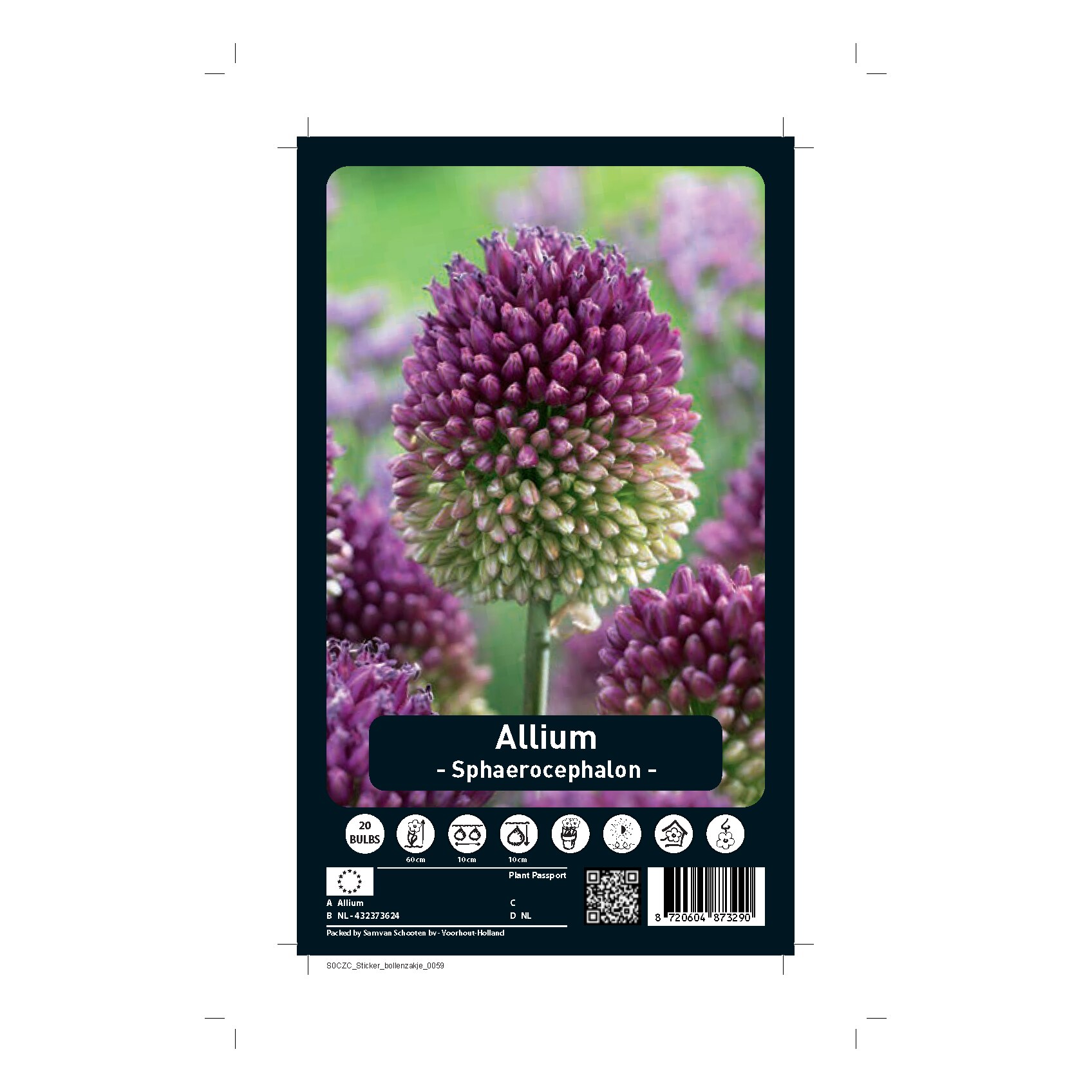 Bulbi Allium Sphaerocephalon, 20buc, 5/6 - eMAG.ro