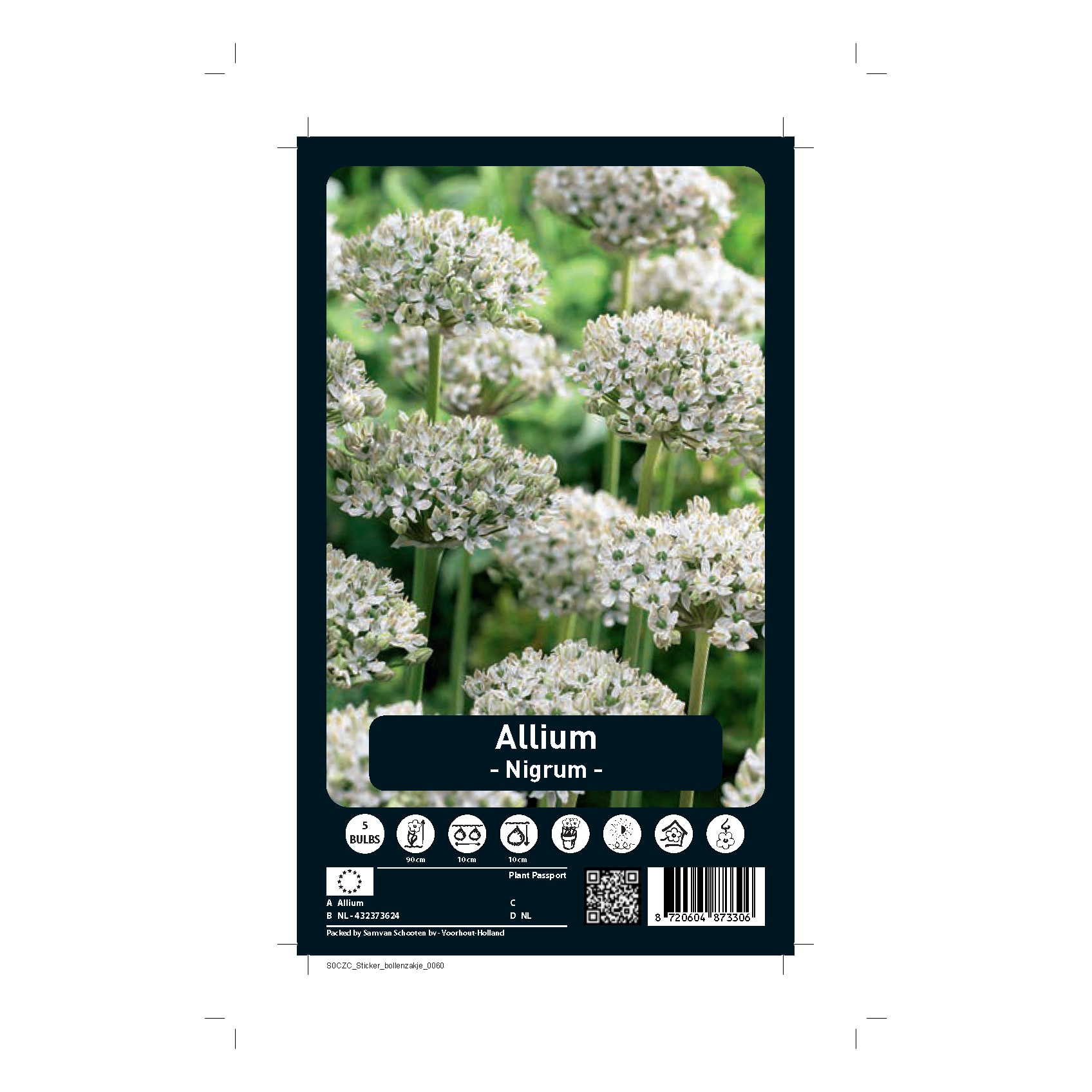 Bulbi Allium Nigrum, 5buc, 10/12 - eMAG.ro