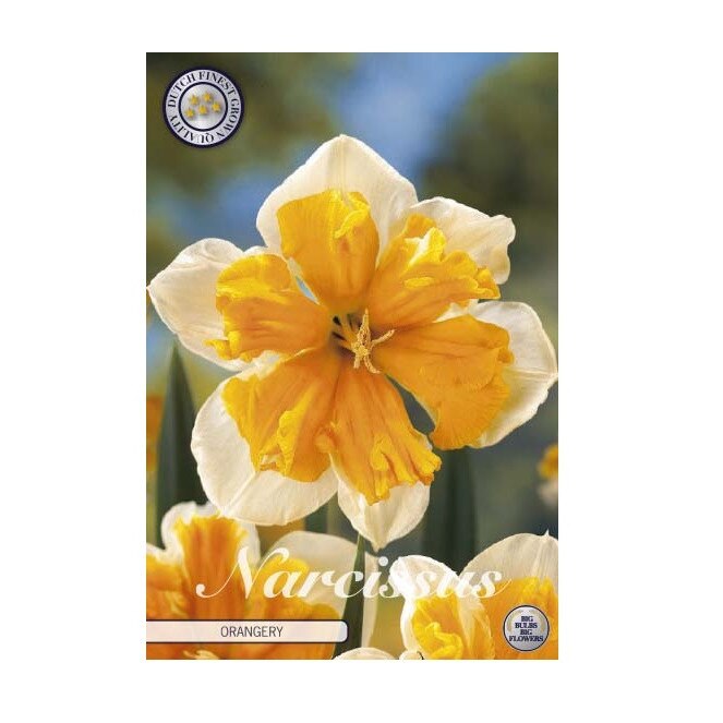 Bulbi Narcise Orangery, 5 bulbi - eMAG.ro