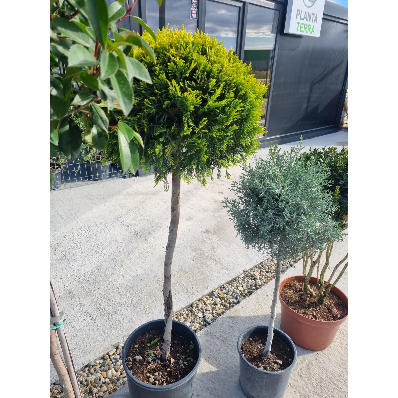 Chiparos pe tulpina Cupressocyparis Leylandii Aurea Planta Terra ...