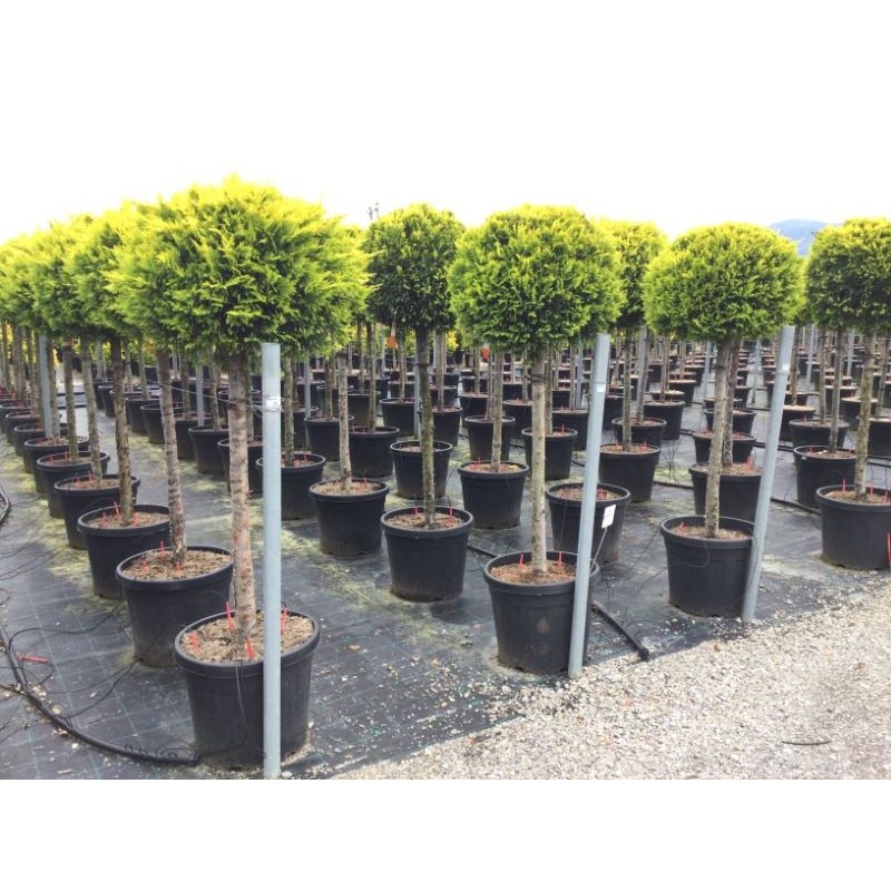 Chiparos pe tulpina Cupressocyparis Leylandii Aurea Planta Terra ...
