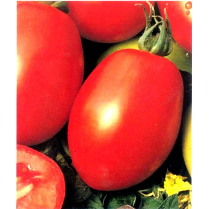 Seminte tomate Rio Grande 1g - eMAG.ro