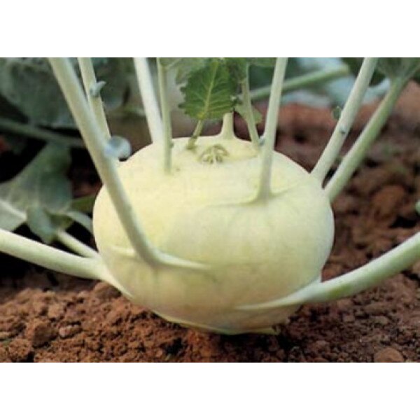 Fehér Delikatess cukkini mag 1g - eMAG.hu