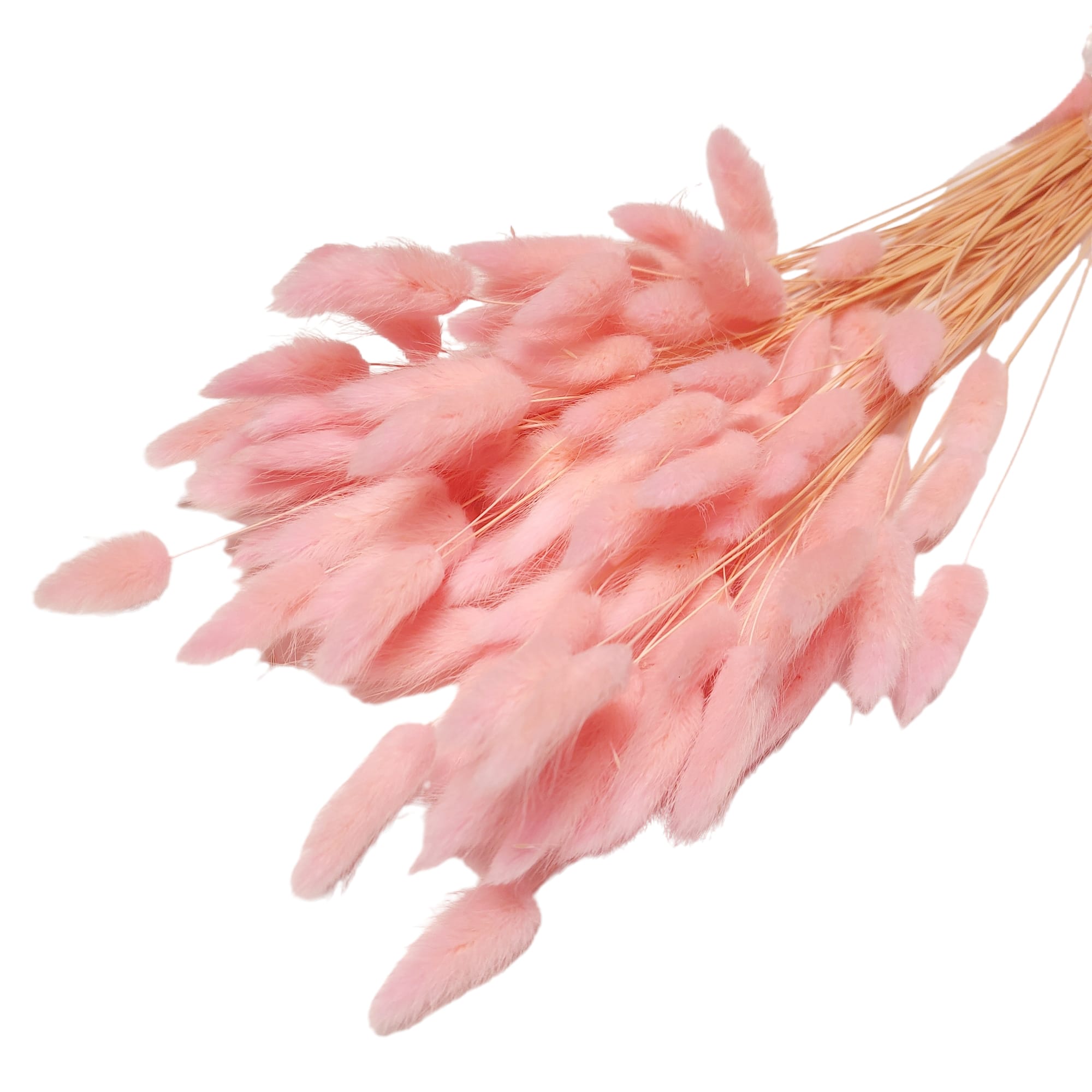 Lagurus roz deschis premium, 50 grame, 70 cm - eMAG.ro