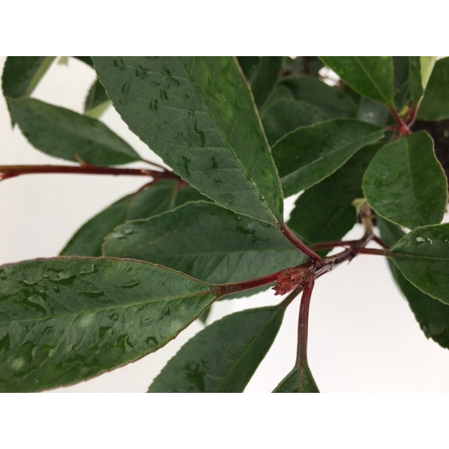 Planta perena Photinia red robin gard viu cu frunze de culoare rosu si ...