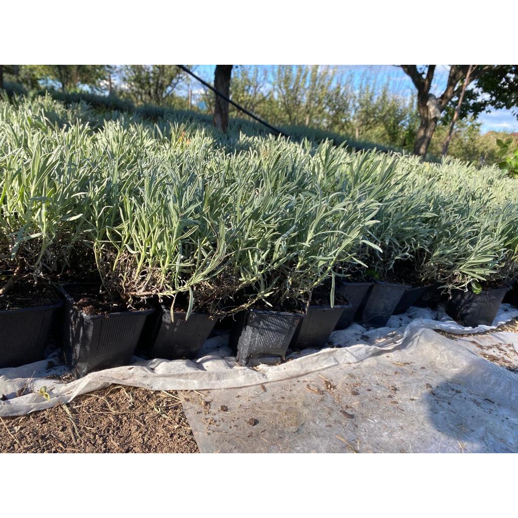 Lavanda Blue Dwarf de 25-35cm la ghiveci - eMAG.ro