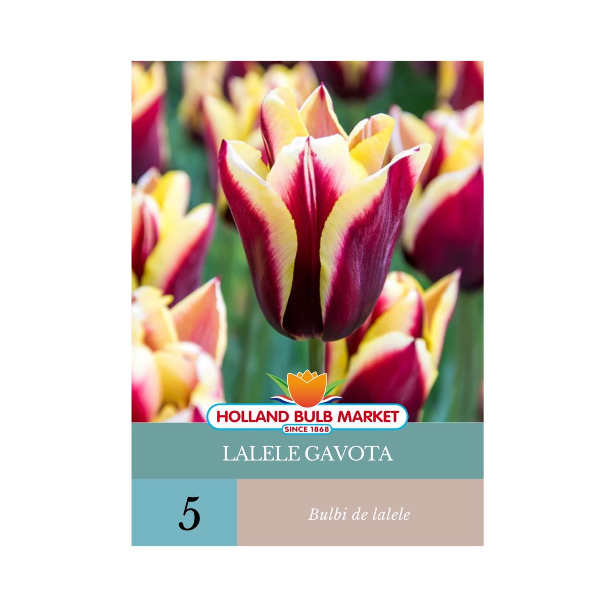 Bulbi de lalele Gavota, 5 bucati - eMAG.ro