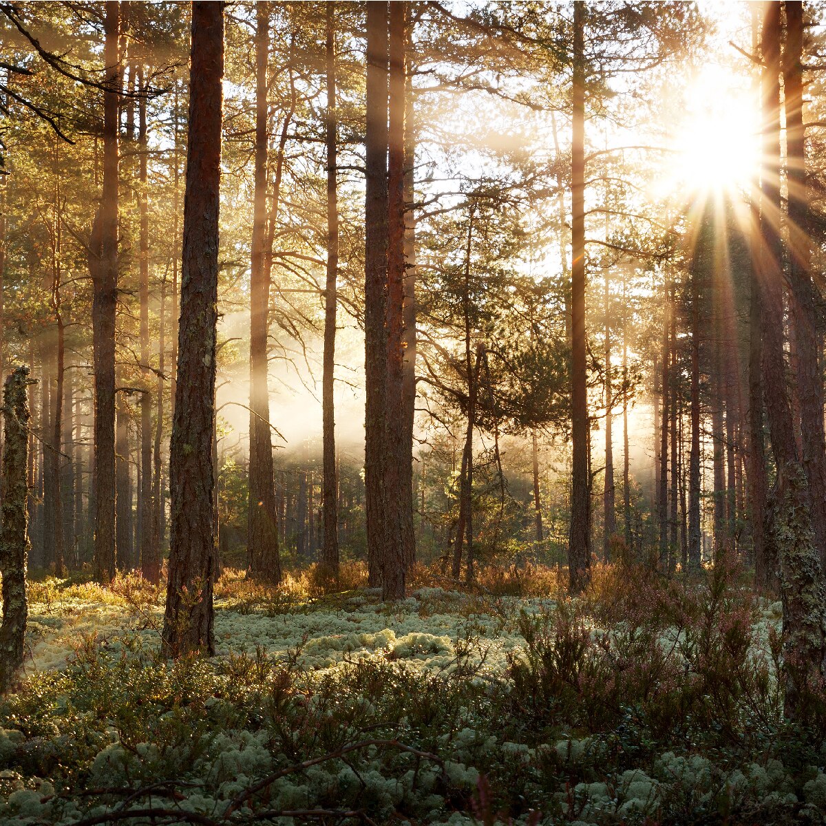 Fototapet Pentru Dormitor Padure Rasarit 180 x 120 cm Modern Vlies ...