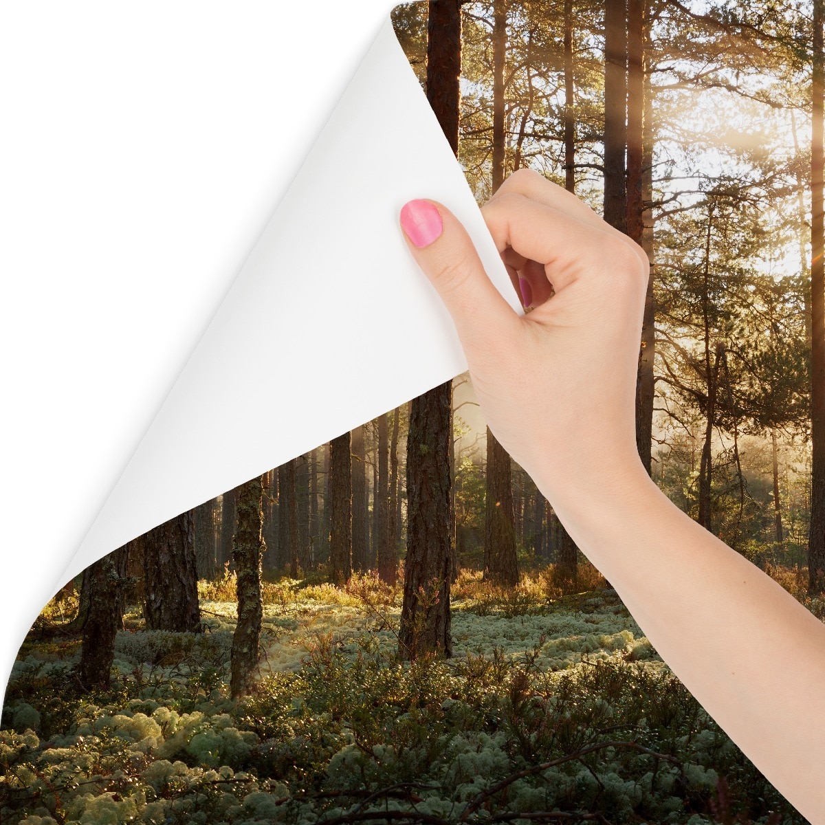 Fototapet Pentru Dormitor Padure Rasarit 180 x 120 cm Modern Vlies ...