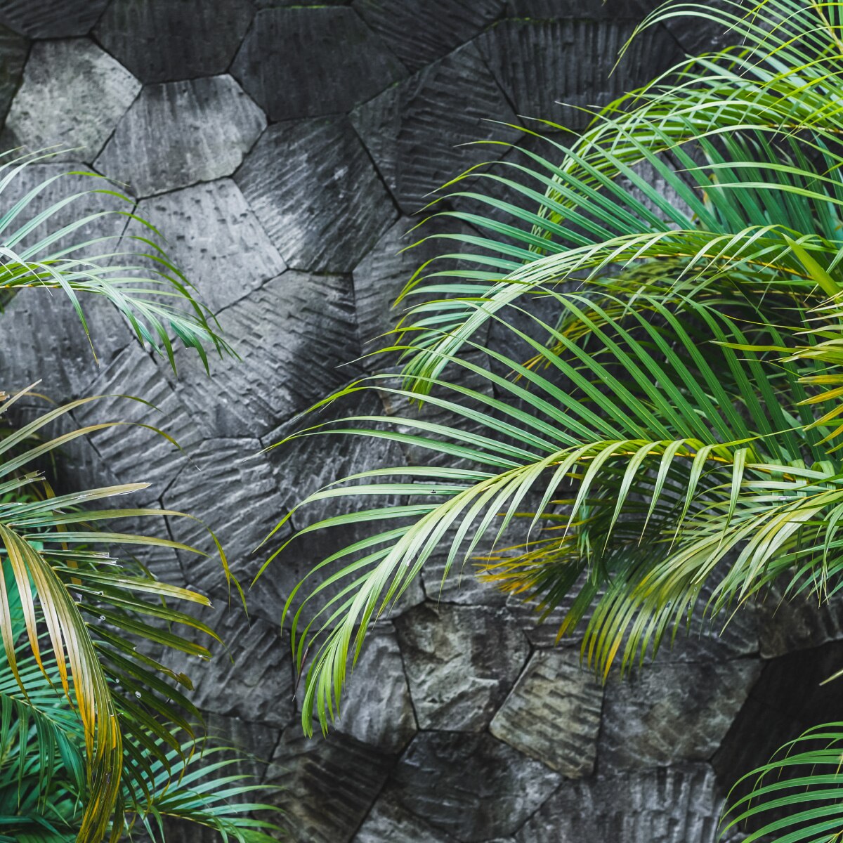 Fototapet Frunze Exotice Zid Beton Decoratie 360 x 240 cm Modern vlies ...