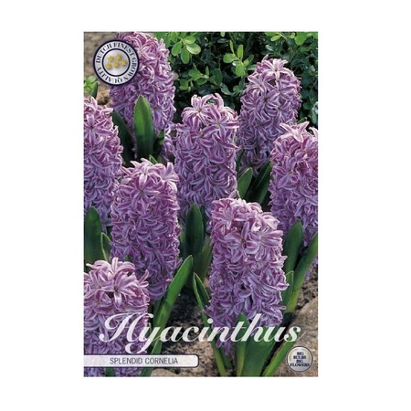 Bulbi Zambile Splendid Cornelia, 5 bulbi - eMAG.ro