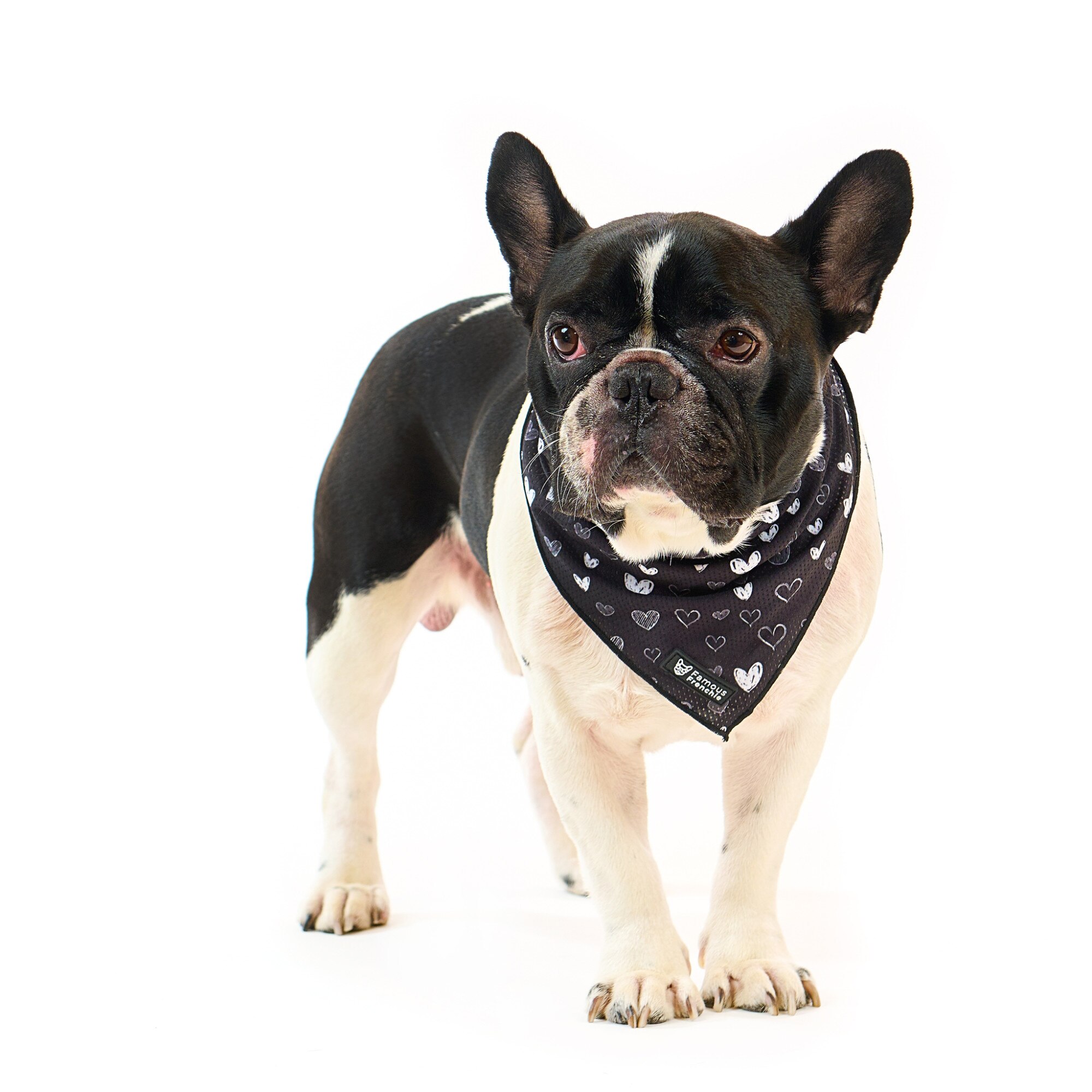 Bandana pentru caini, Famous Frenchie, Black Hearts - eMAG.ro