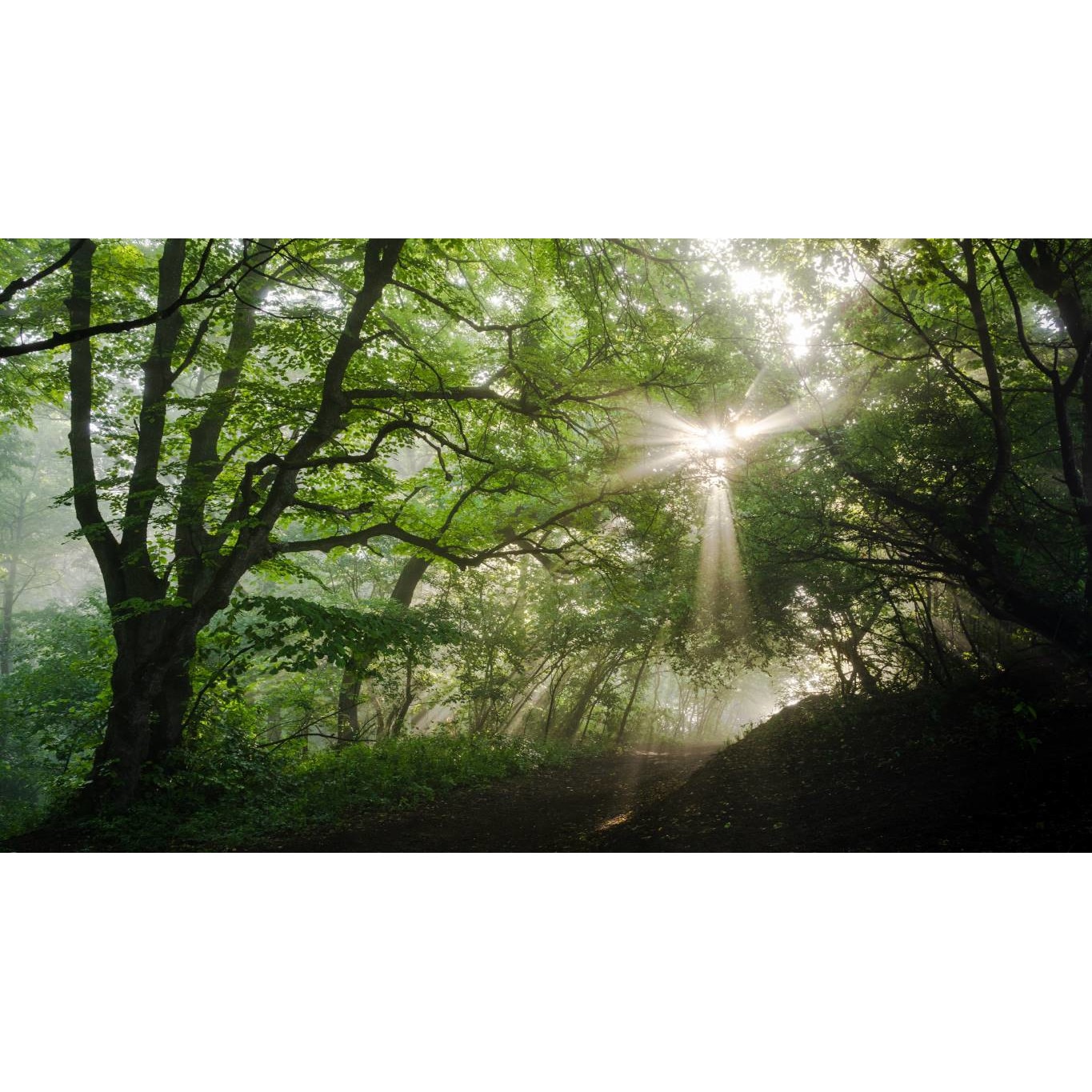 Sticker perete - Peisaje cu Paduri si Copaci 083, 120x80 cm - eMAG.ro