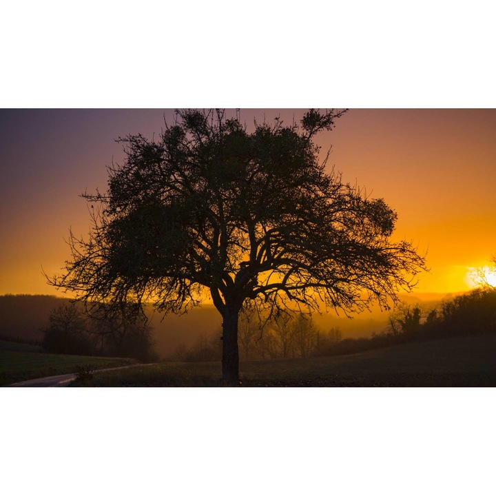 Sticker perete - Peisaje cu Paduri si Copaci 038, 70x120 cm - eMAG.ro