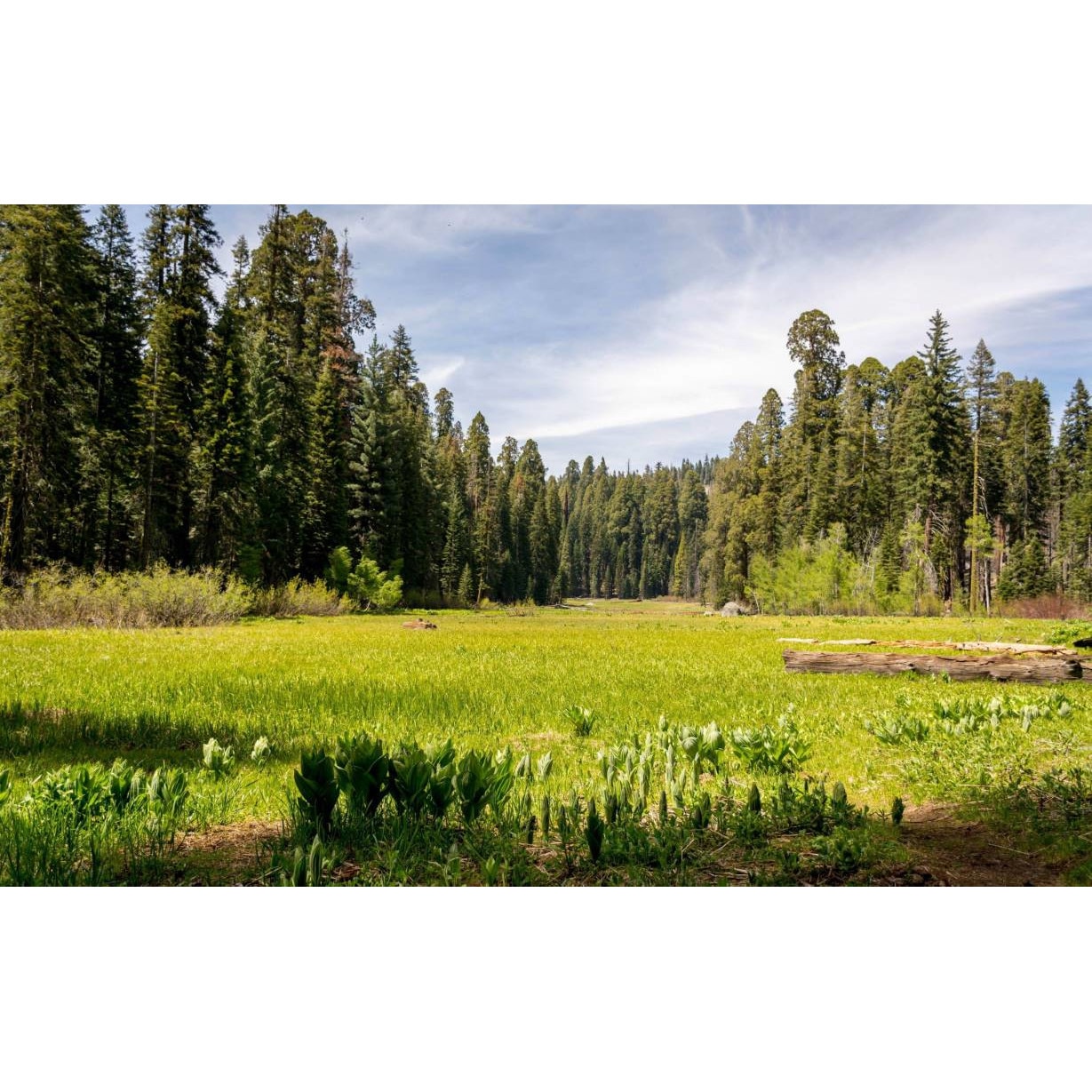 Sticker perete - Peisaje cu Paduri si Copaci 056, 70x120 cm - eMAG.ro