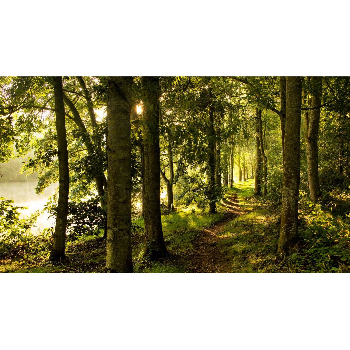 Fototapet autoadeziv PVC - Peisaje cu Paduri si Copaci 096, 120 x 200 ...