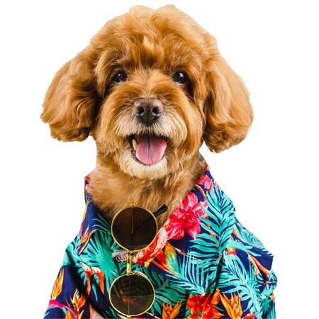 Sticker decorativ pentru perete Catel Pudel 3d, 19x25 cm - eMAG.ro