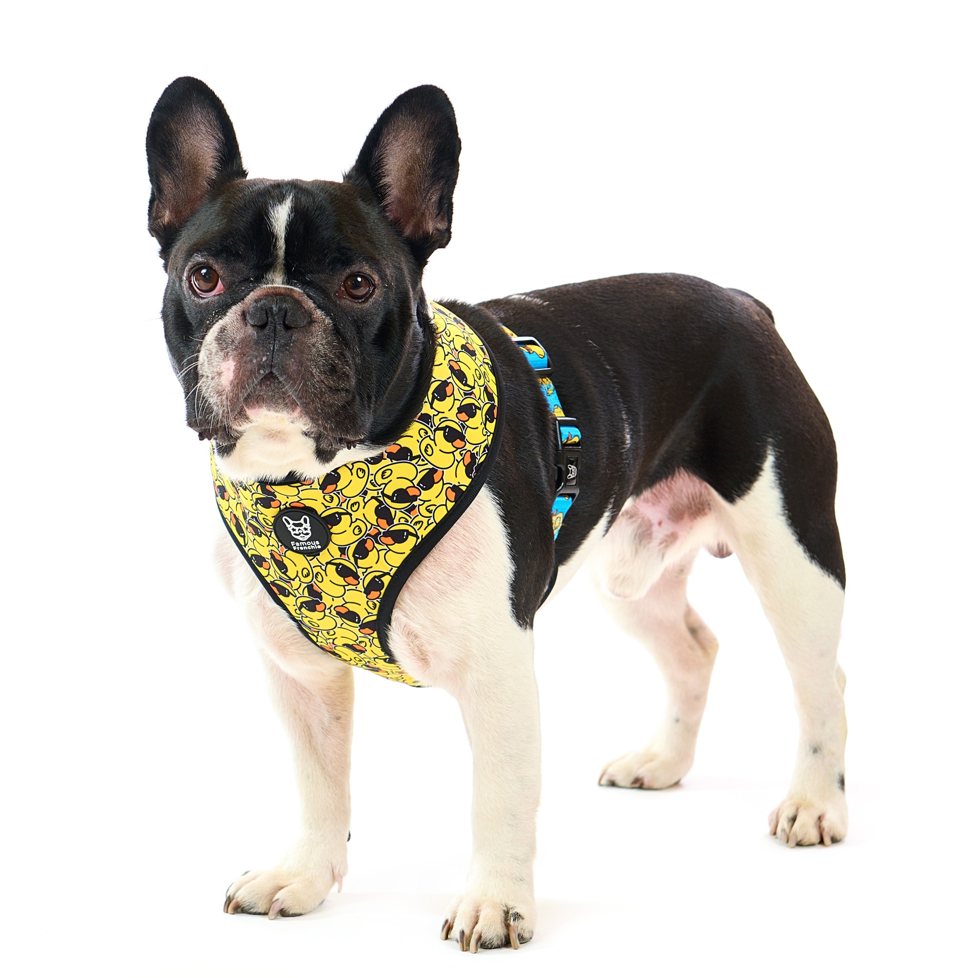 Ham pentru caini, reversibil, Famous Frenchie, Yellow Duck Mafia, S ...