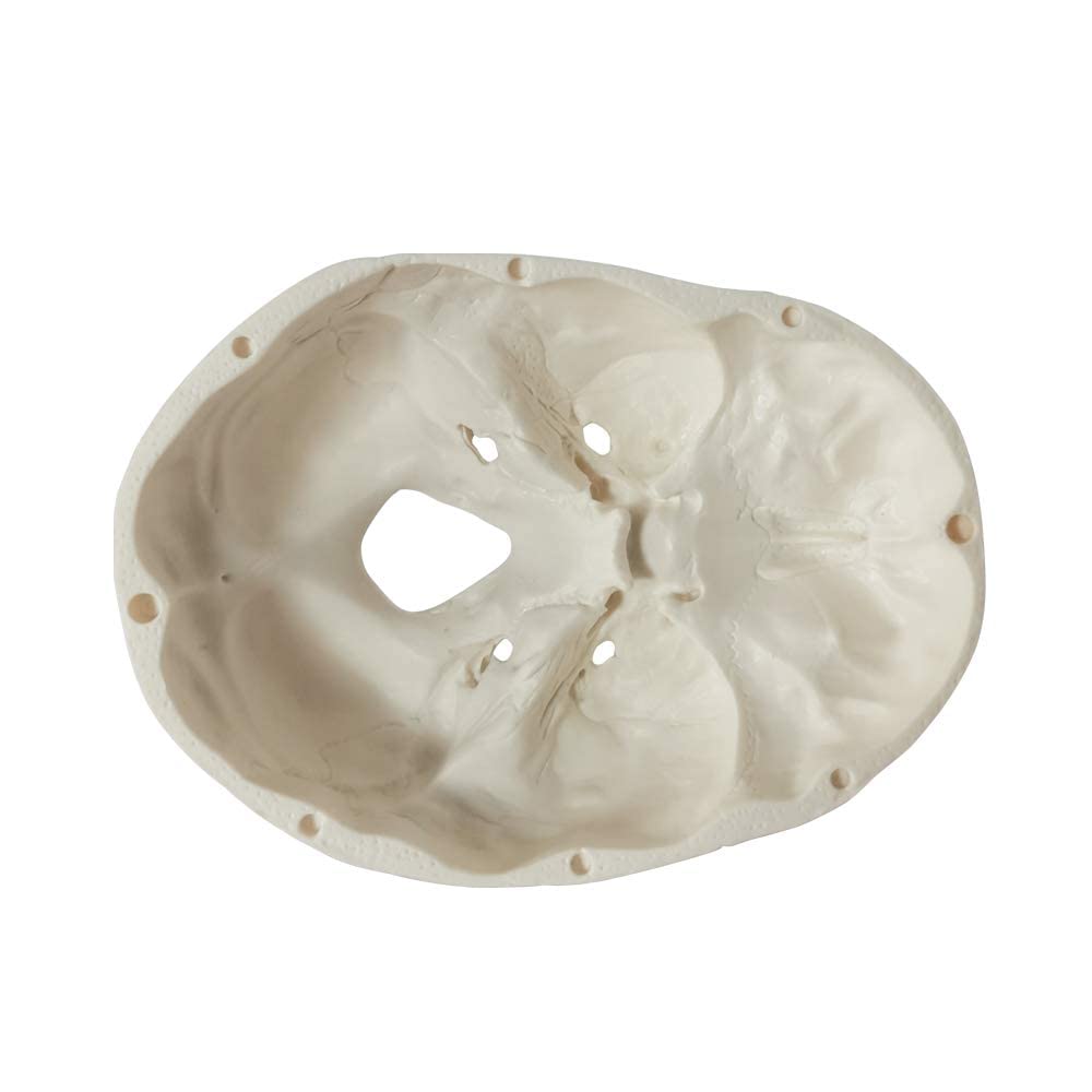 Mini model de craniu anatomic, din 3 parti, cu capac detasabil si dinti ...