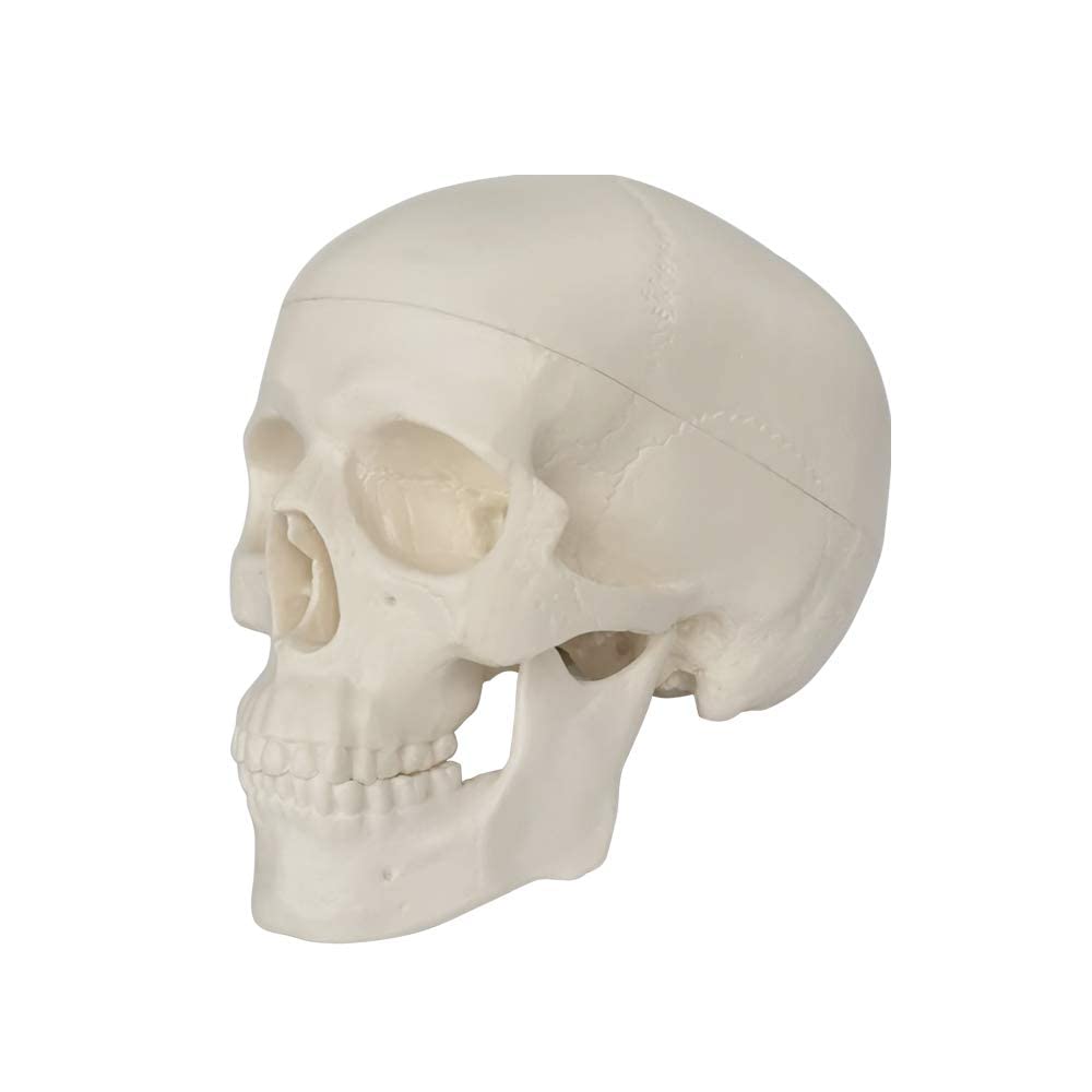 Mini model de craniu anatomic, din 3 parti, cu capac detasabil si dinti ...